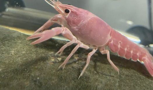 Skip to product information