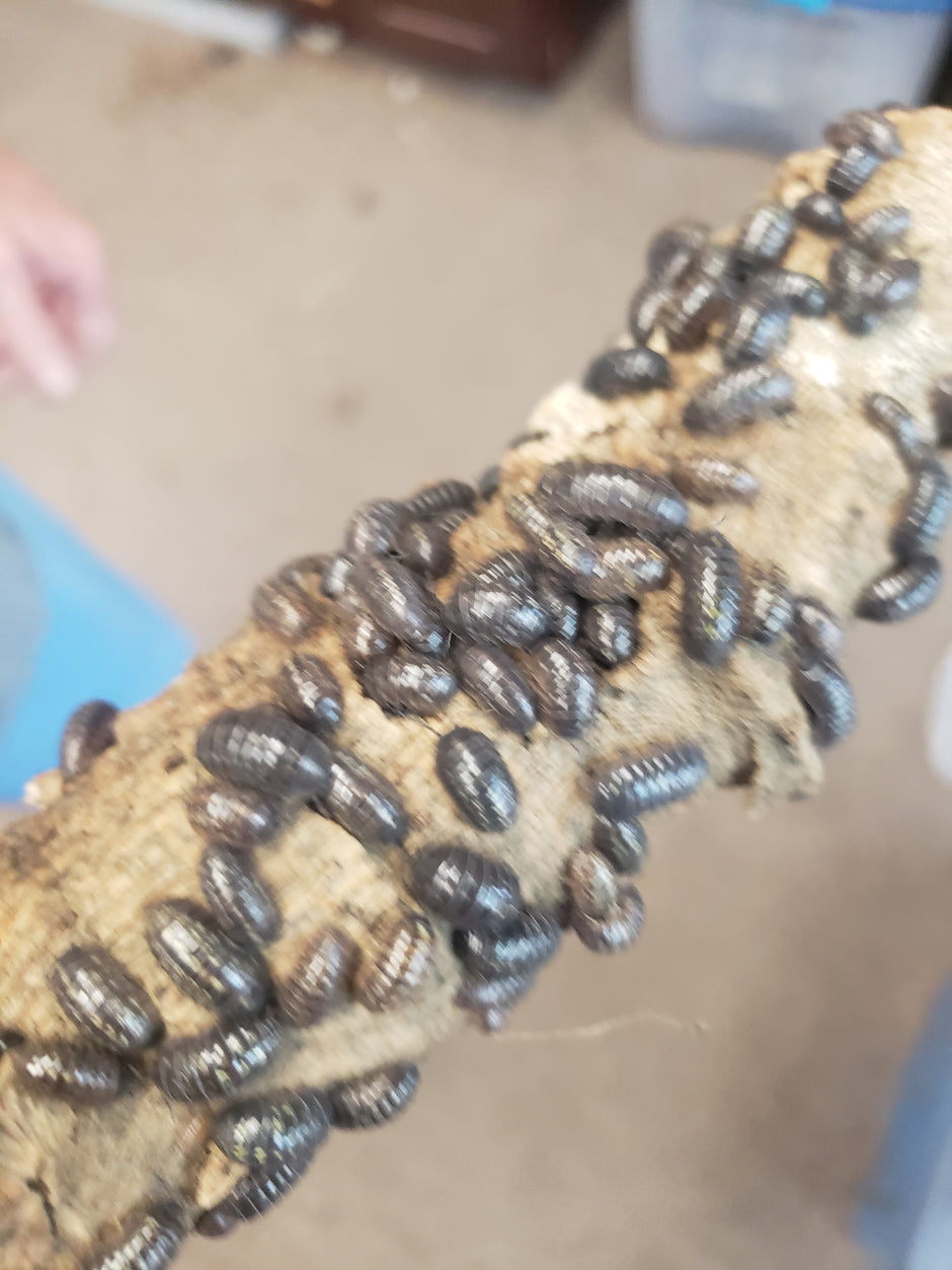 20 for $29.99 Isopods - Roly-Poly also known as Potato Bug, Pill Bug ...