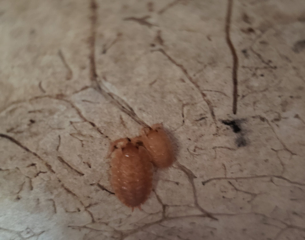 15 for $24.99 Powder Orange Isopods Porcellio, scaber, Live, Great ...